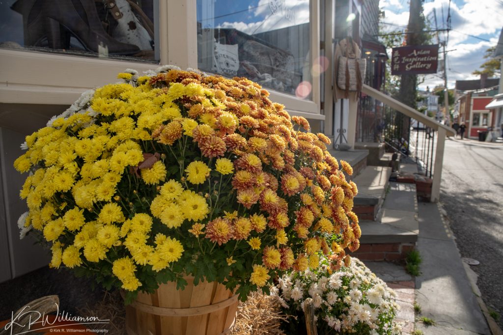 Fall mums - Cape Ann Photo Tours